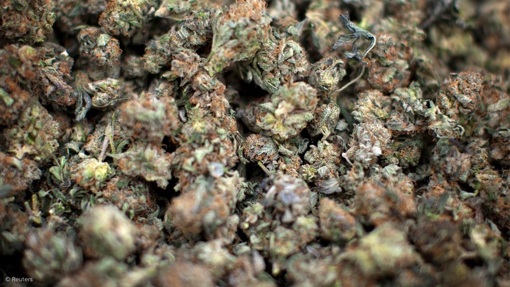 ‘Zombie’ juniors betting high hopes on medical marijuana