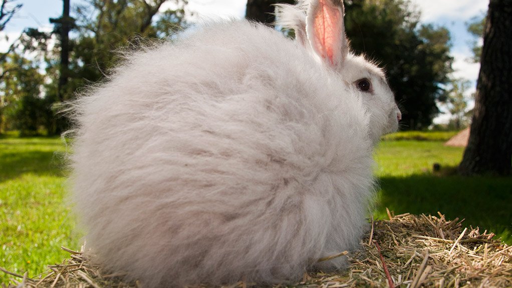 ECDC invests R850 000 in Angora rabbit fibre production pilot