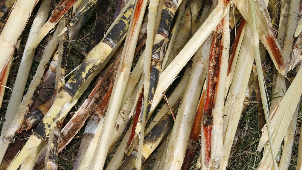 Eldana challenge continues, bat study under way