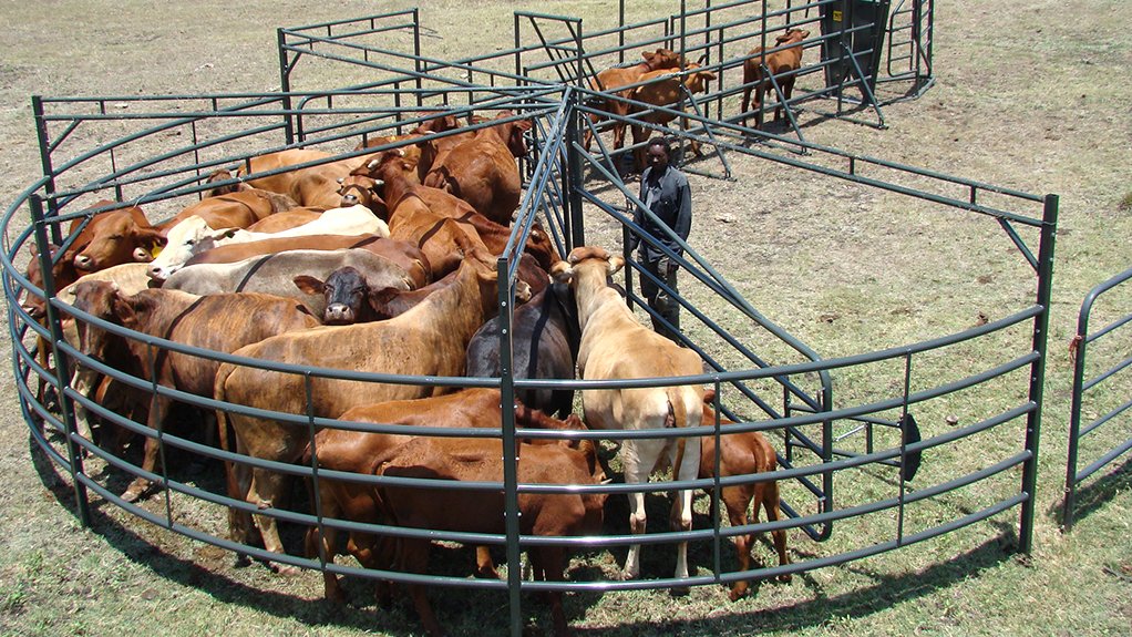 Locally manufactured cattle pen helps to calm animals