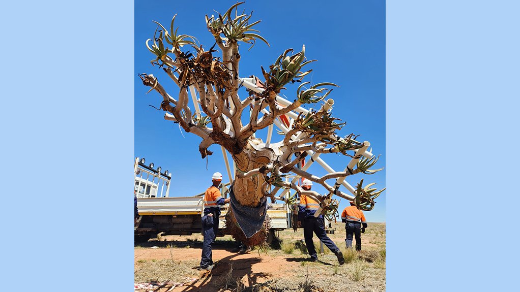Scatec replants local quiver trees at Kenhardt site