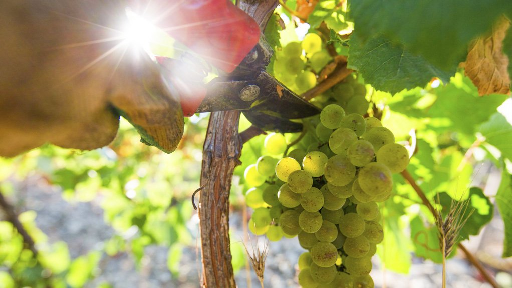 Vinpro has positive outlook for this year’s wine grape season