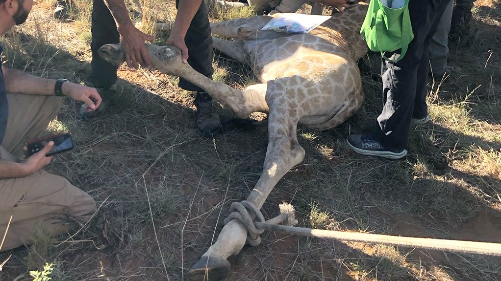 Veterinarians perform groundbreaking surgery on injured young giraffe bull